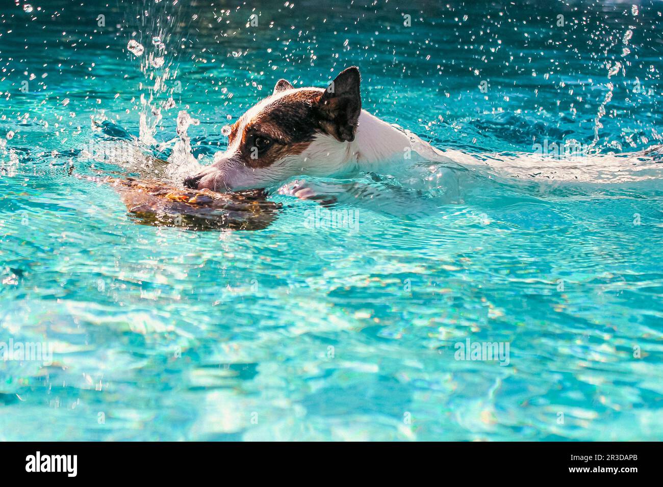 Dog pool Banque de photographies et d’images à haute résolution - Alamy
