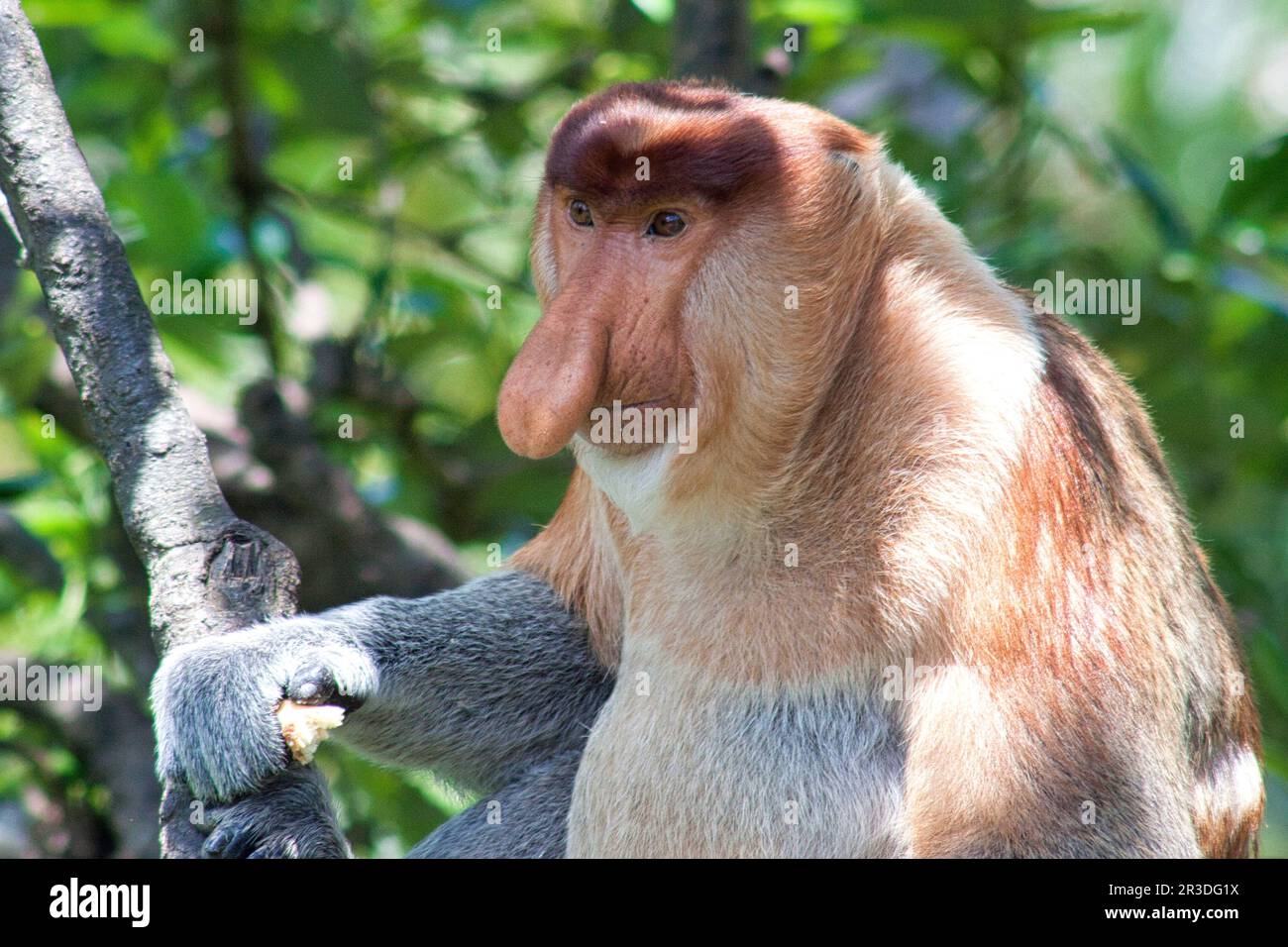 Nez de singe Banque de photographies et d’images à haute résolution - Alamy
