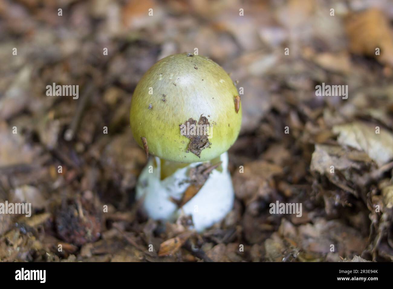 Champignon mortel Banque de photographies et d’images à haute ...