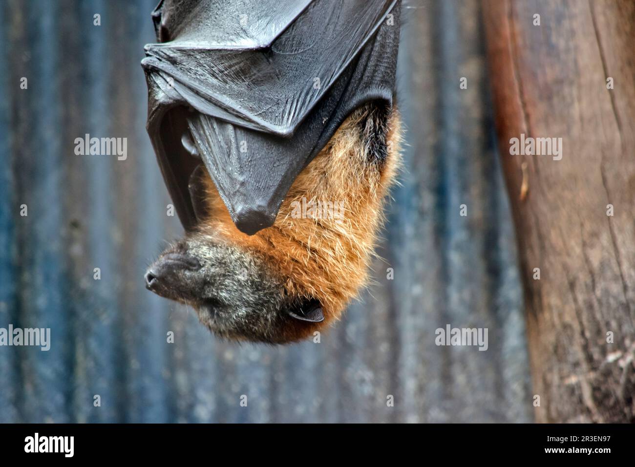 la chauve-souris aux fruits a une fourrure dorée sur la tête, le cou ...