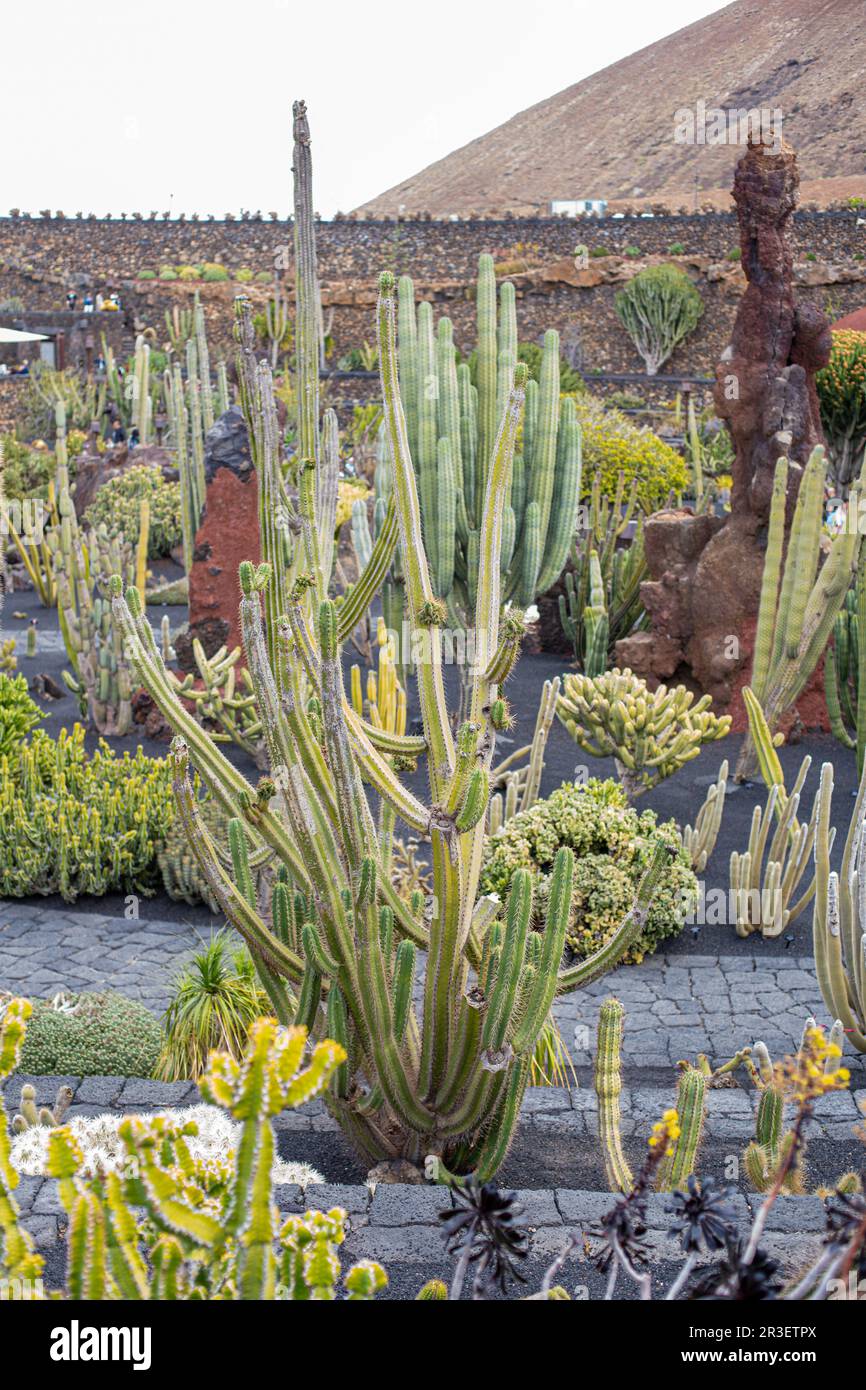 Cactus appartenant aux différentes espèces plantées dans le jardin des ...