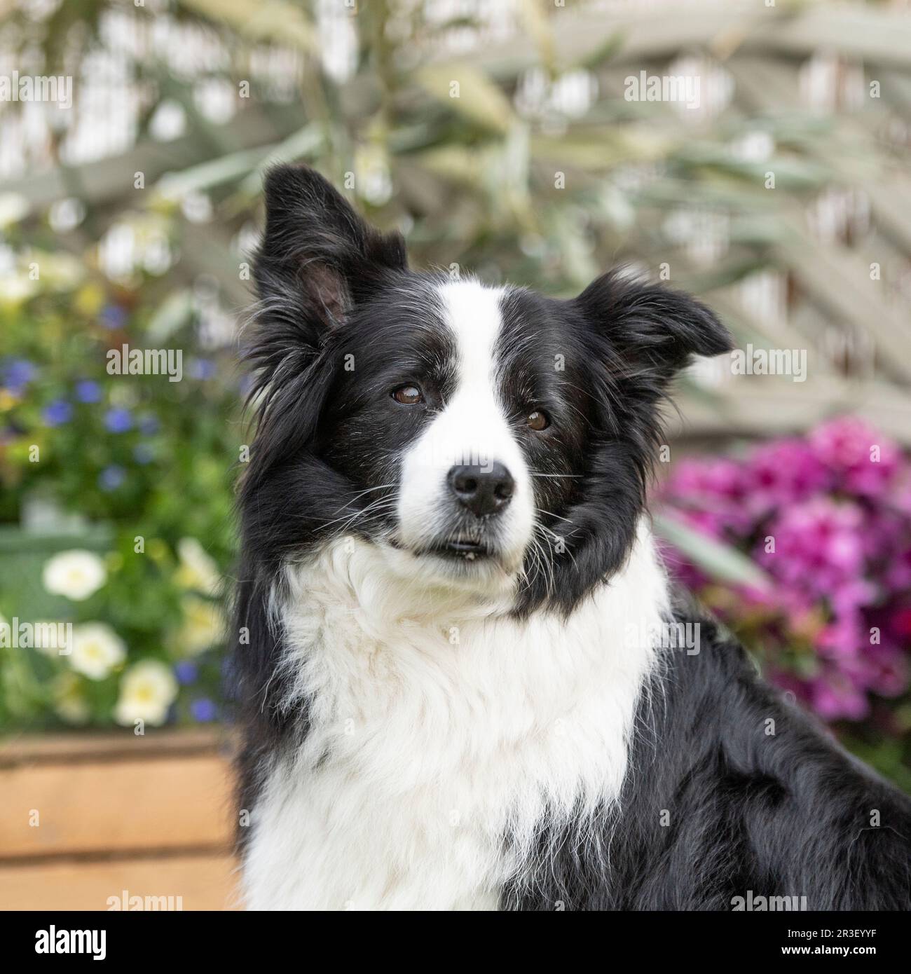 Adult border collie Banque de photographies et d’images à haute ...