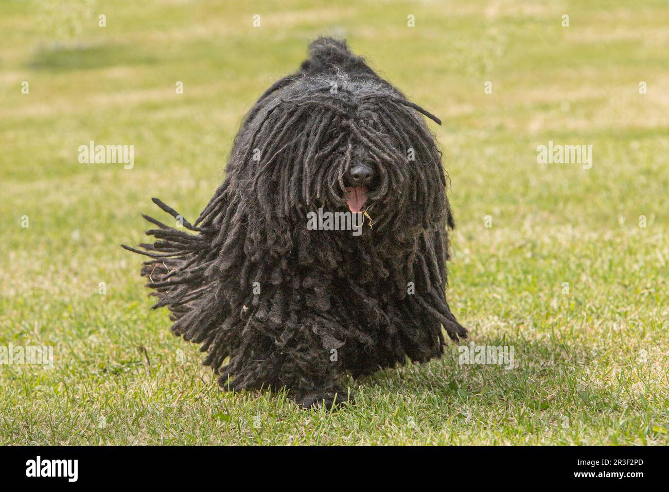Race puli Banque de photographies et d’images à haute résolution - Alamy