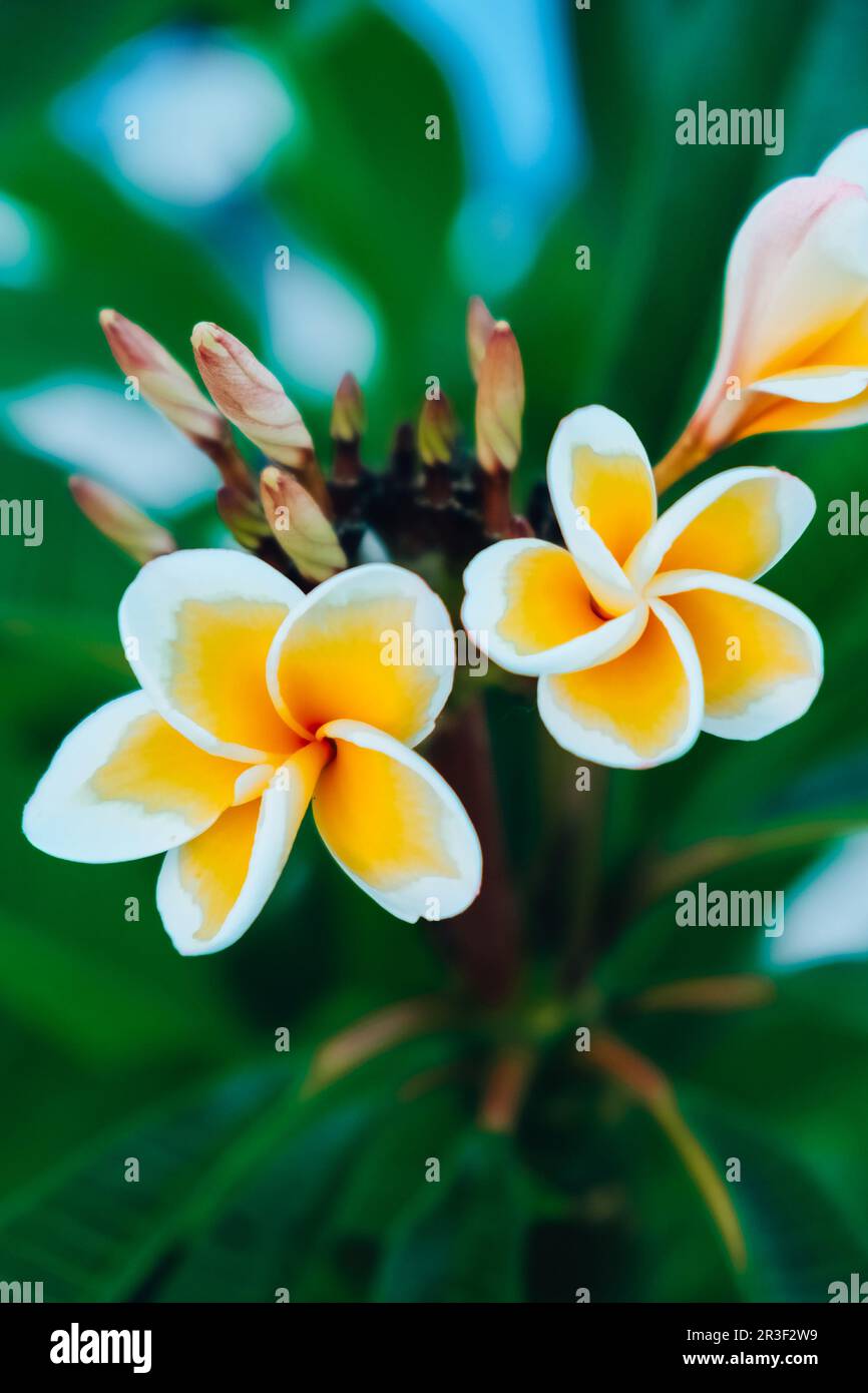 Polynesian white plumeria flower Banque de photographies et d’images à haute résolution - Alamy