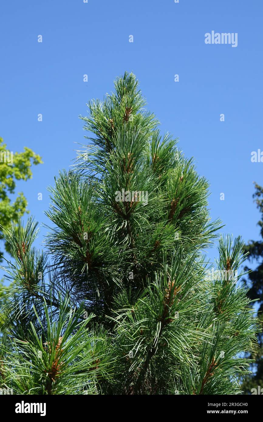 Arolla pine pinus cembra Banque de photographies et d’images à haute ...