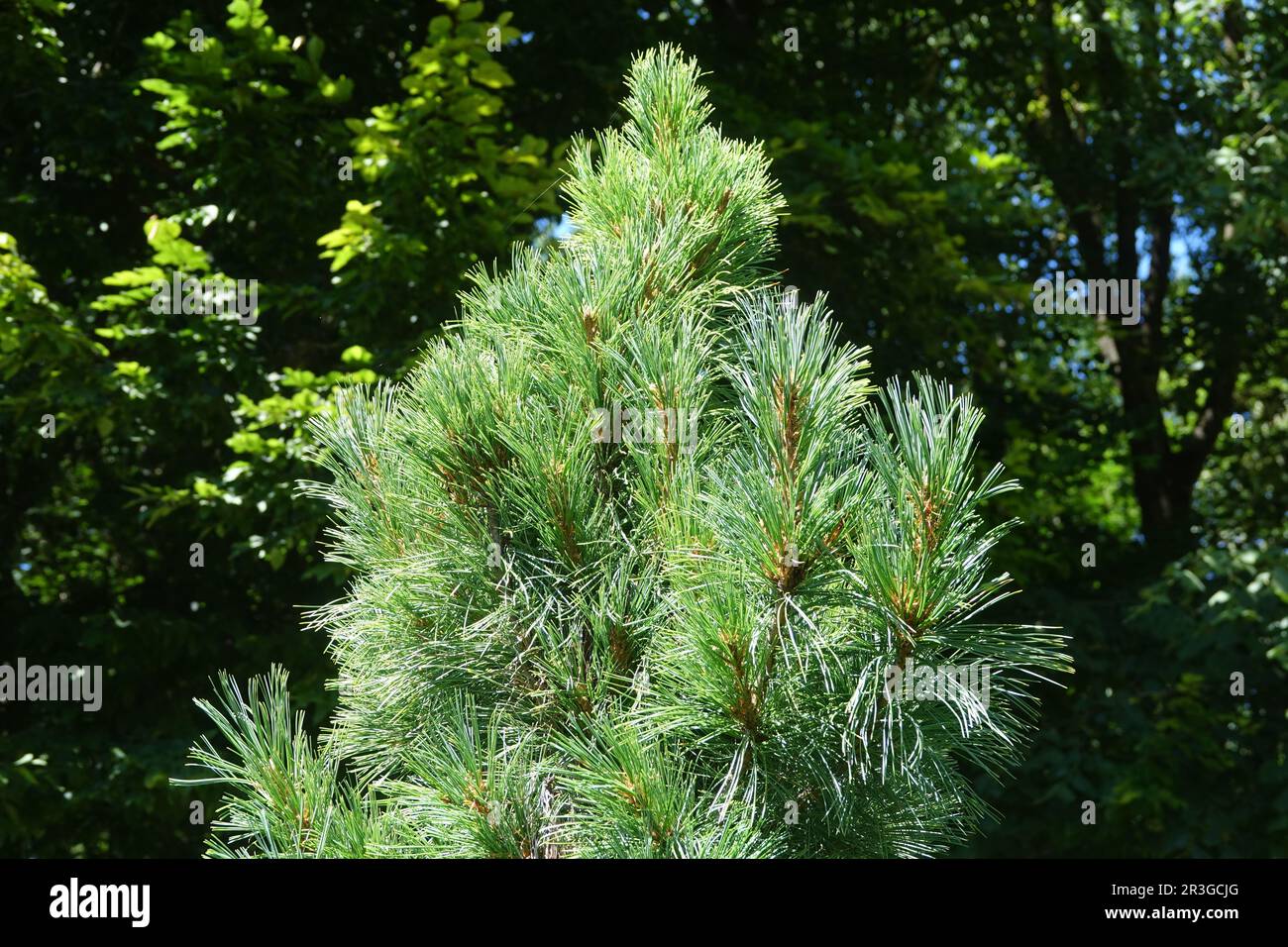 Pin suisse cembra Banque de photographies et d’images à haute ...