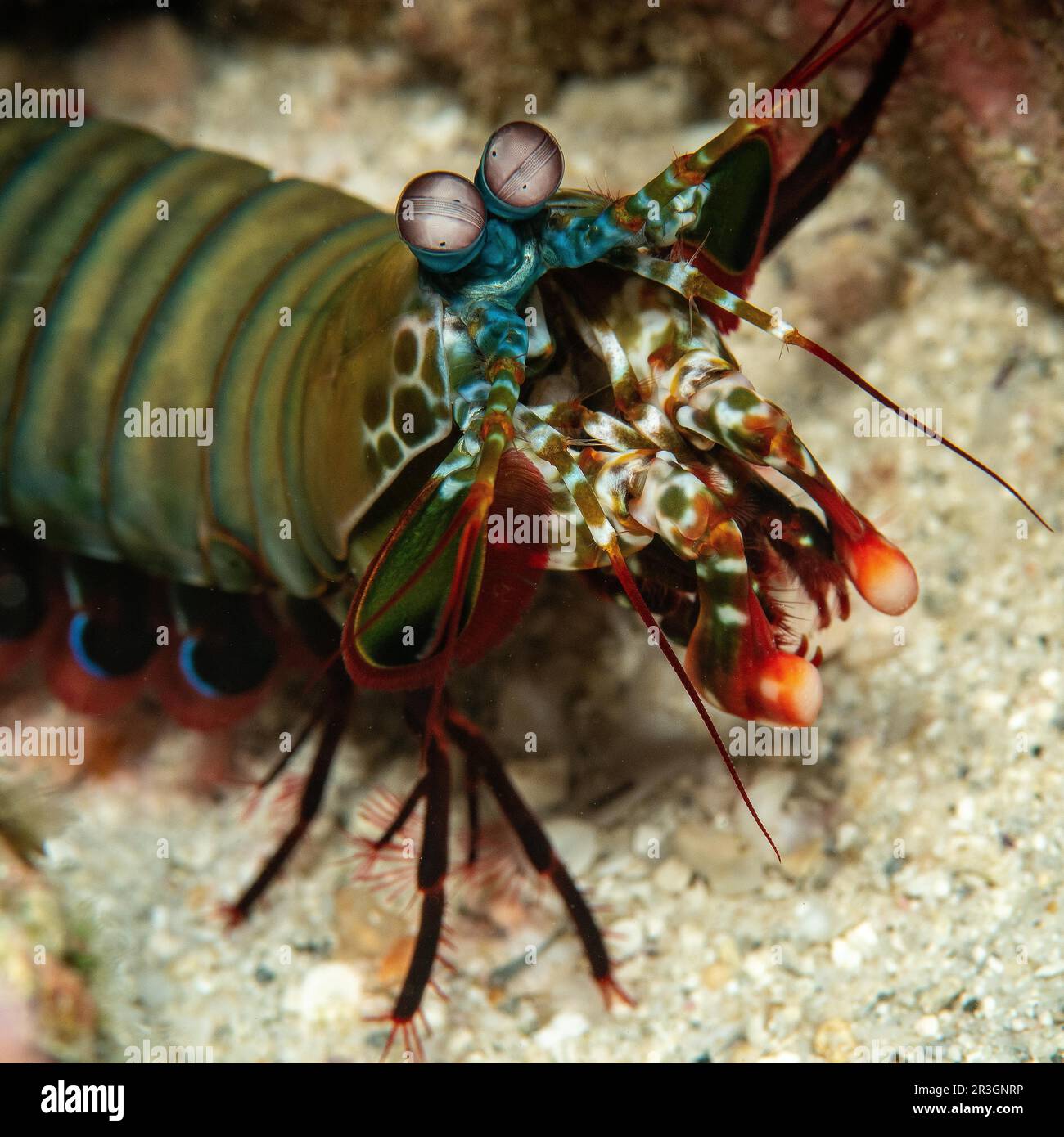Gros plan de crevettes mantis Banque de photographies et d’images à ...
