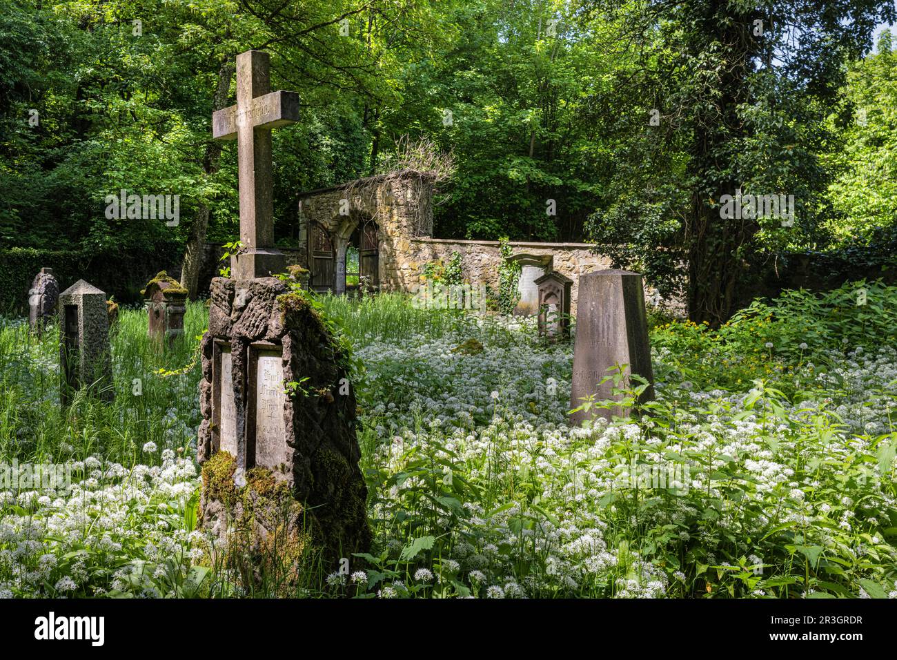 Ramson (Allium ursinum) en fleur entre les vieilles pierres tombales dans un ancien cimetière ...