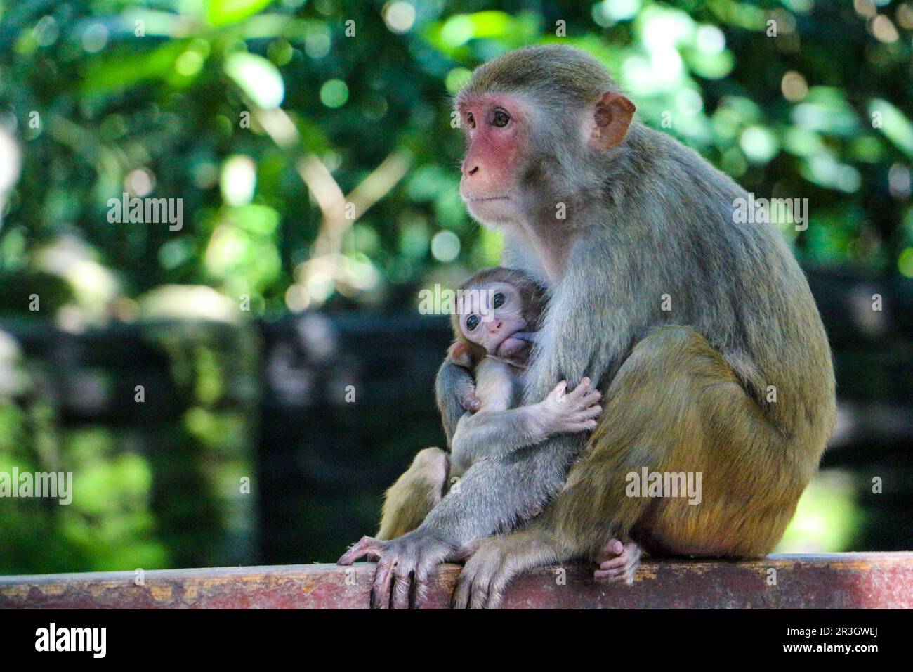 Monkey love Banque de photographies et d’images à haute résolution - Alamy