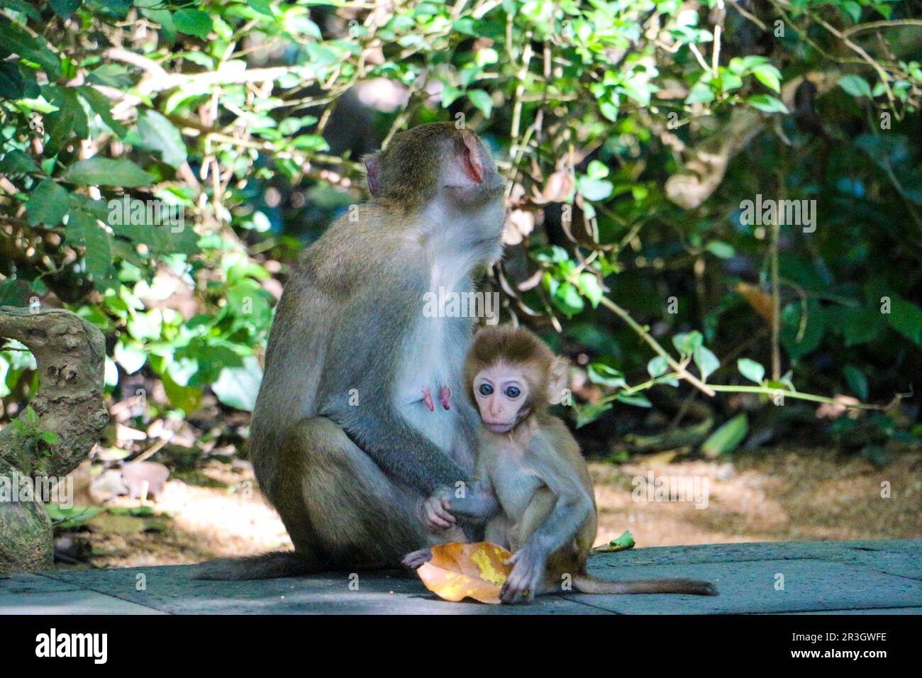 Monkey love Banque de photographies et d’images à haute résolution - Alamy