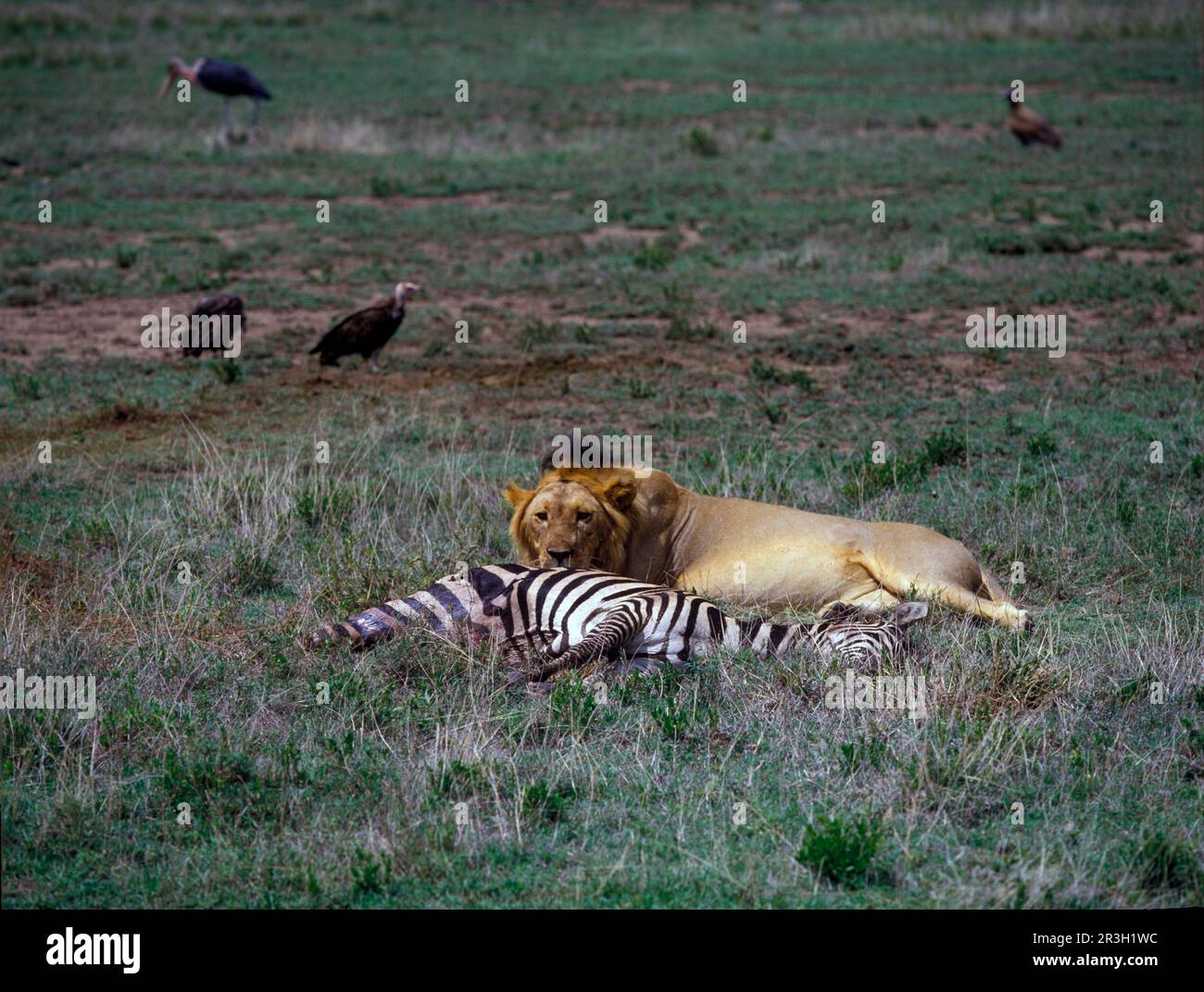 Lion d'Afrique niche Lion niche Lion, Lions (Panthera leo), prédateurs ...