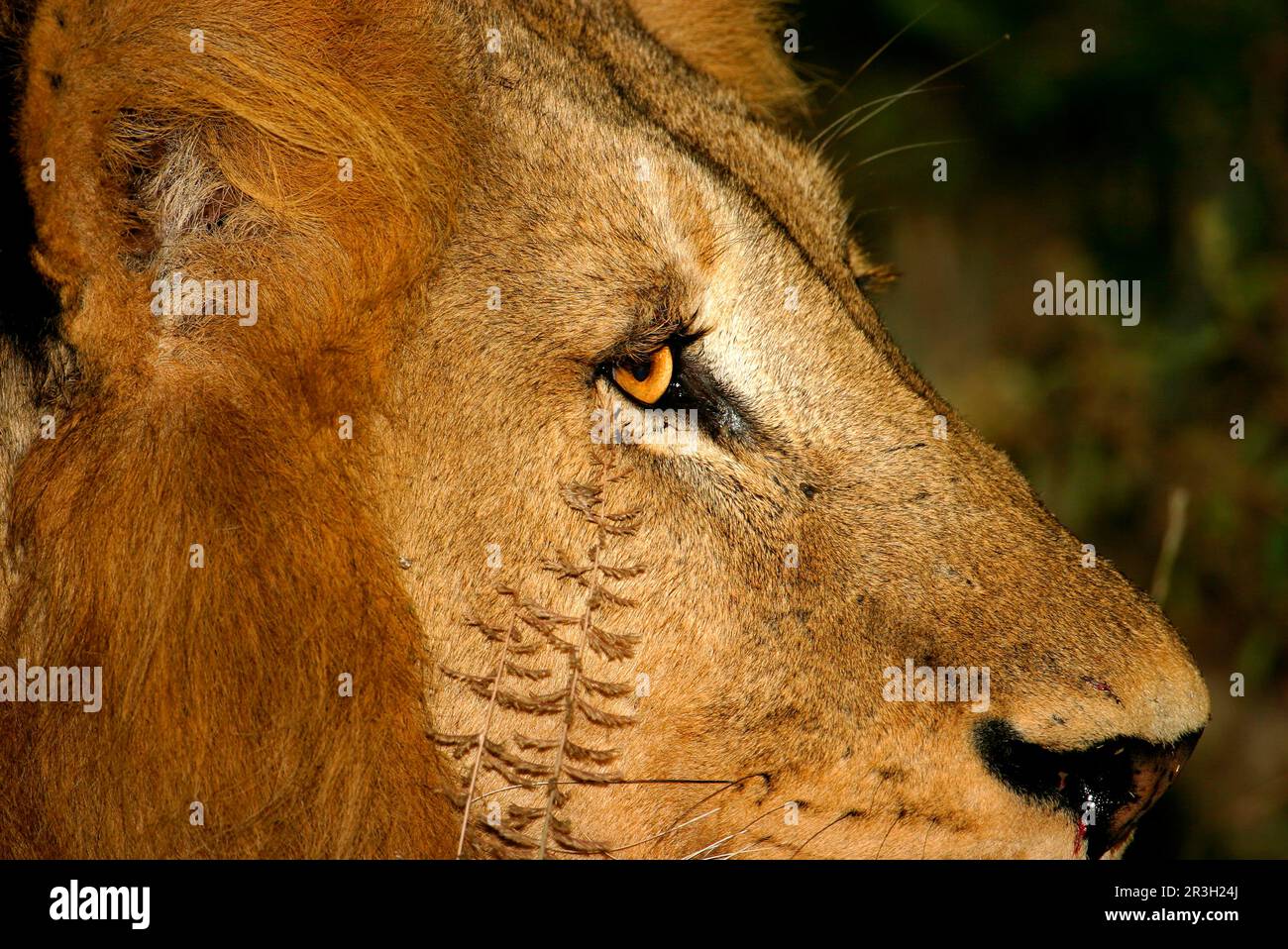 Lion africain (Panthera leo) niche Lion mâle, gros plan de la tête et ...