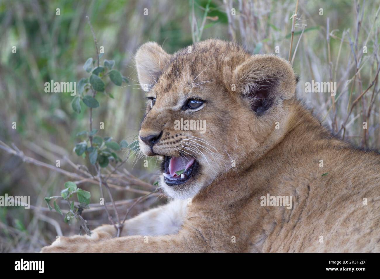 Lion d'Afrique Lion, lions, prédateurs, mammifères, animaux, Masai ...