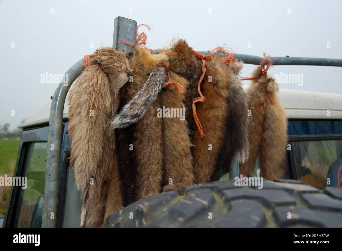 Renard roux, renard roux, renard, renard, canines, Prédateurs ...