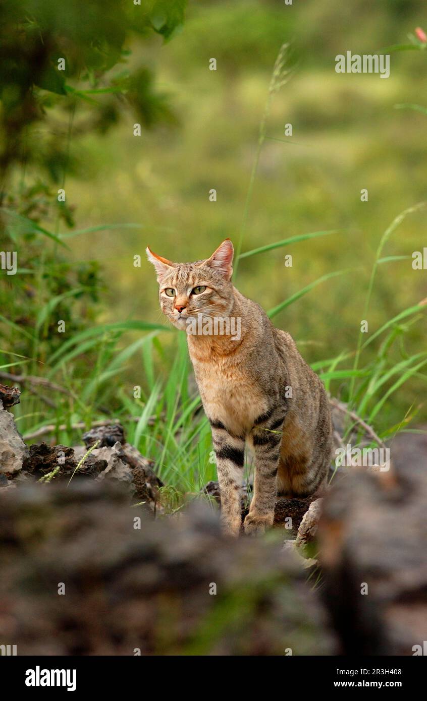 Chats sauvages africains (Felis sillyvestris bica), chat faucon ...