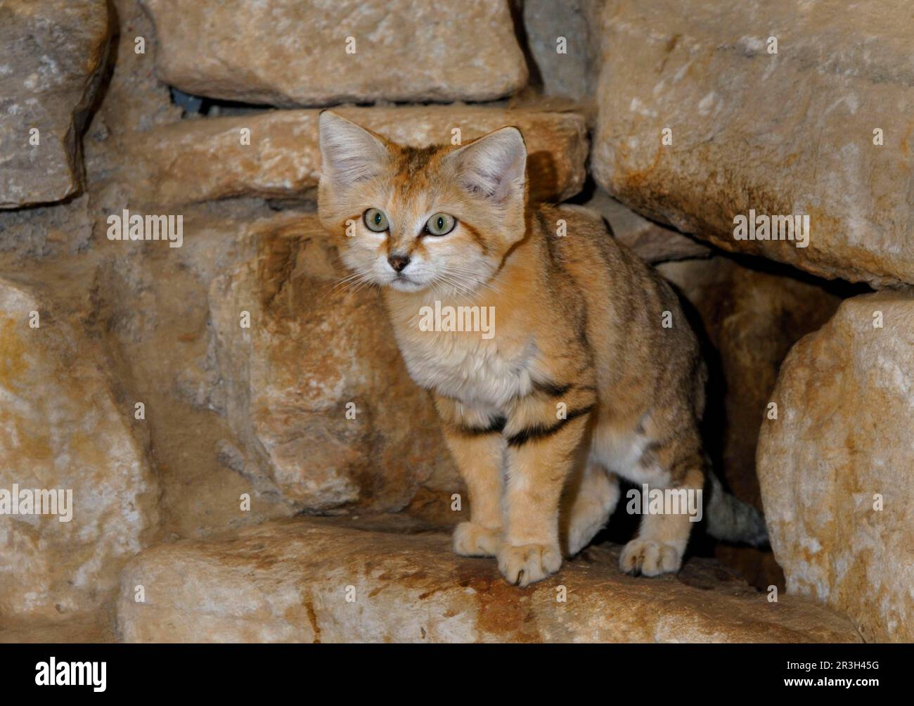 Chat des sables Banque de photographies et d’images à haute résolution ...