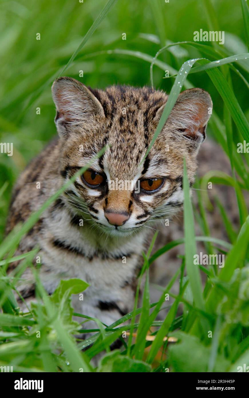 Chat tigre ou oncilla Banque de photographies et d’images à haute résolution - Alamy