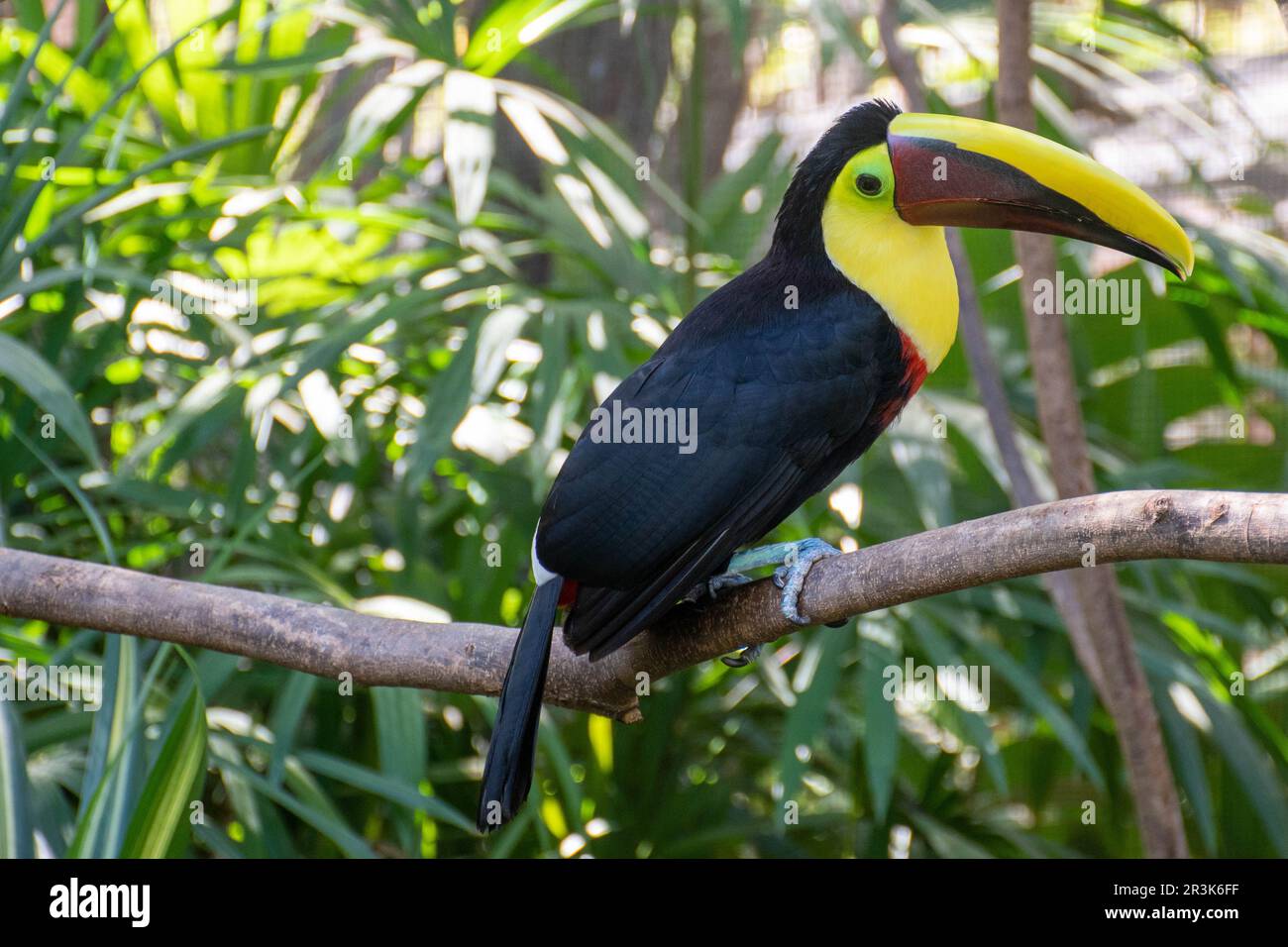 Toucan mignon Banque de photographies et d’images à haute résolution ...