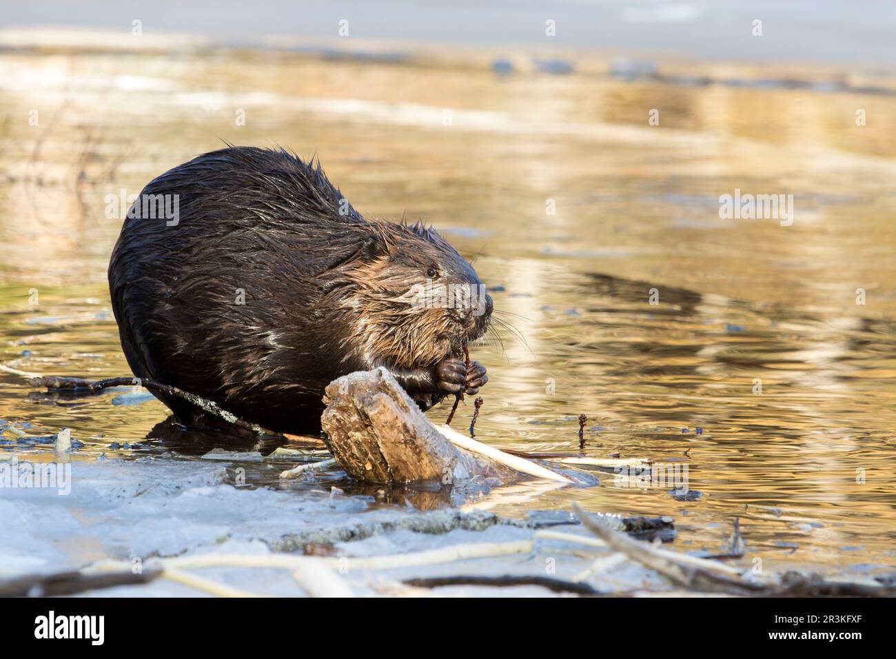 Castor nord-américain (Castor canadensis) mangeant une branche sur le ...