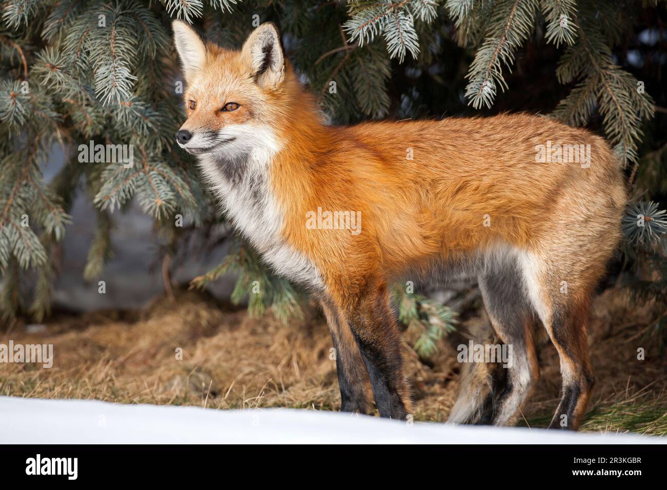 Renard roux (Vulpes vulpes) adulte debout au bord d'une forêt et ...