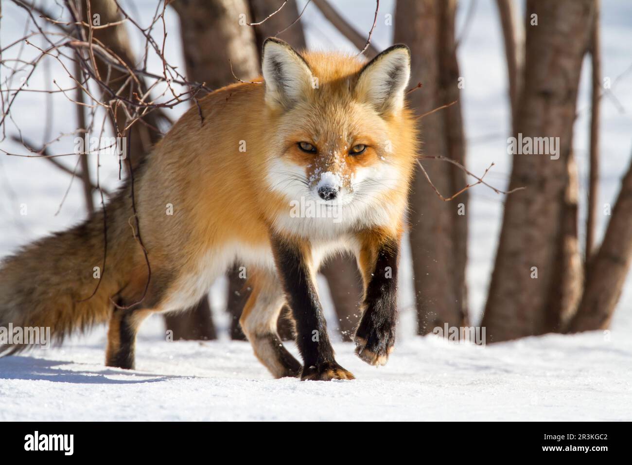 Le renard roux (Vulpes vulpes) se déplace avec précaution sur la neige ...