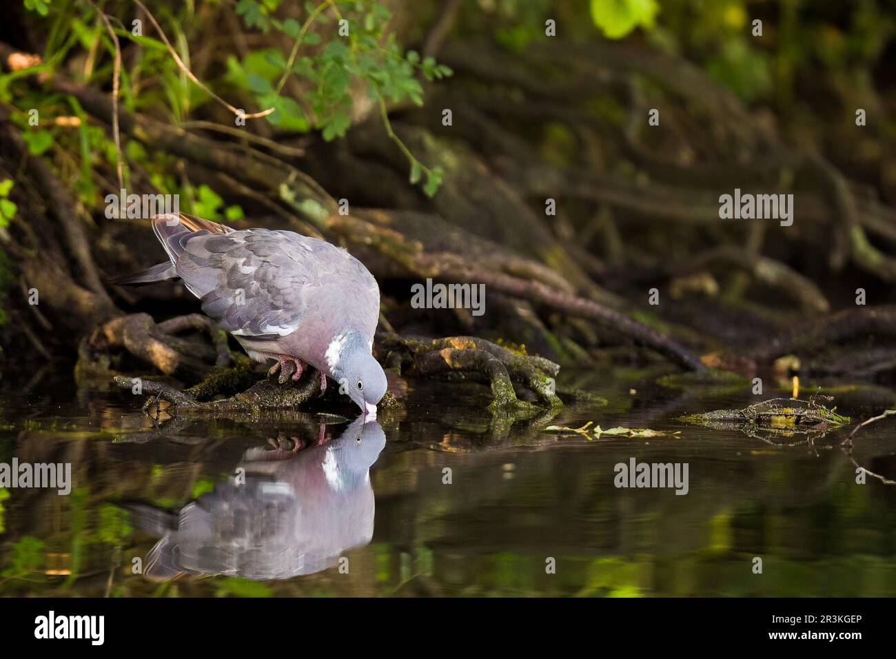 Pigeon en bois (Columba palumbus) buvant sur une rive d'une branche ...