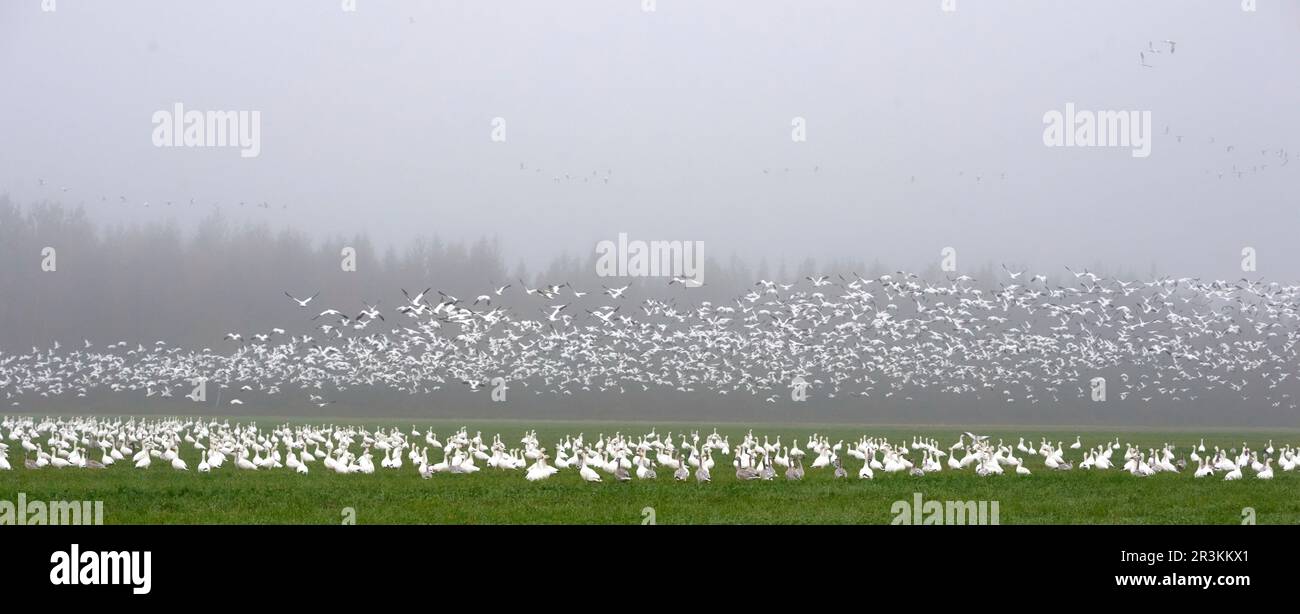 La Bernache des neiges (Anser caerulescens) envolée dans la brume ...