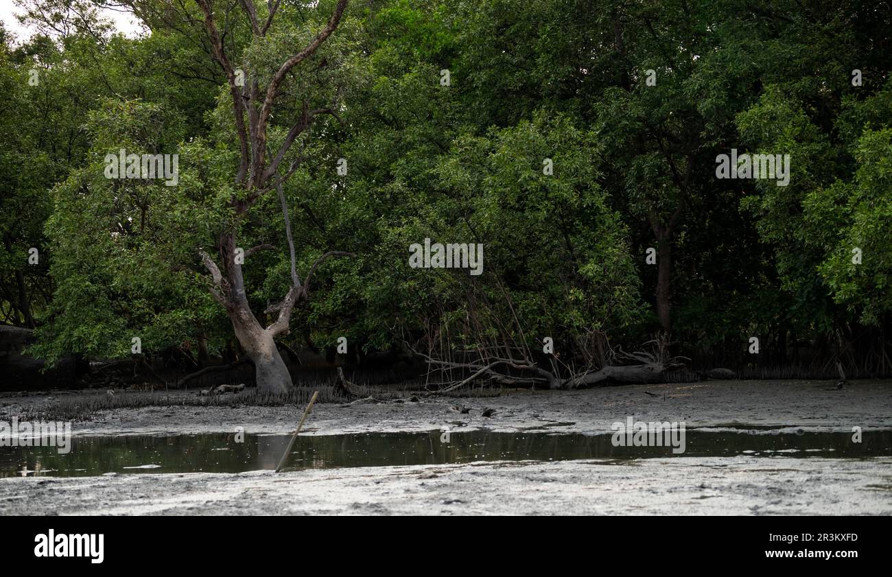 Forêt de mangroves verdoyantes et mudFlat sur la côte. Écosystème de ...