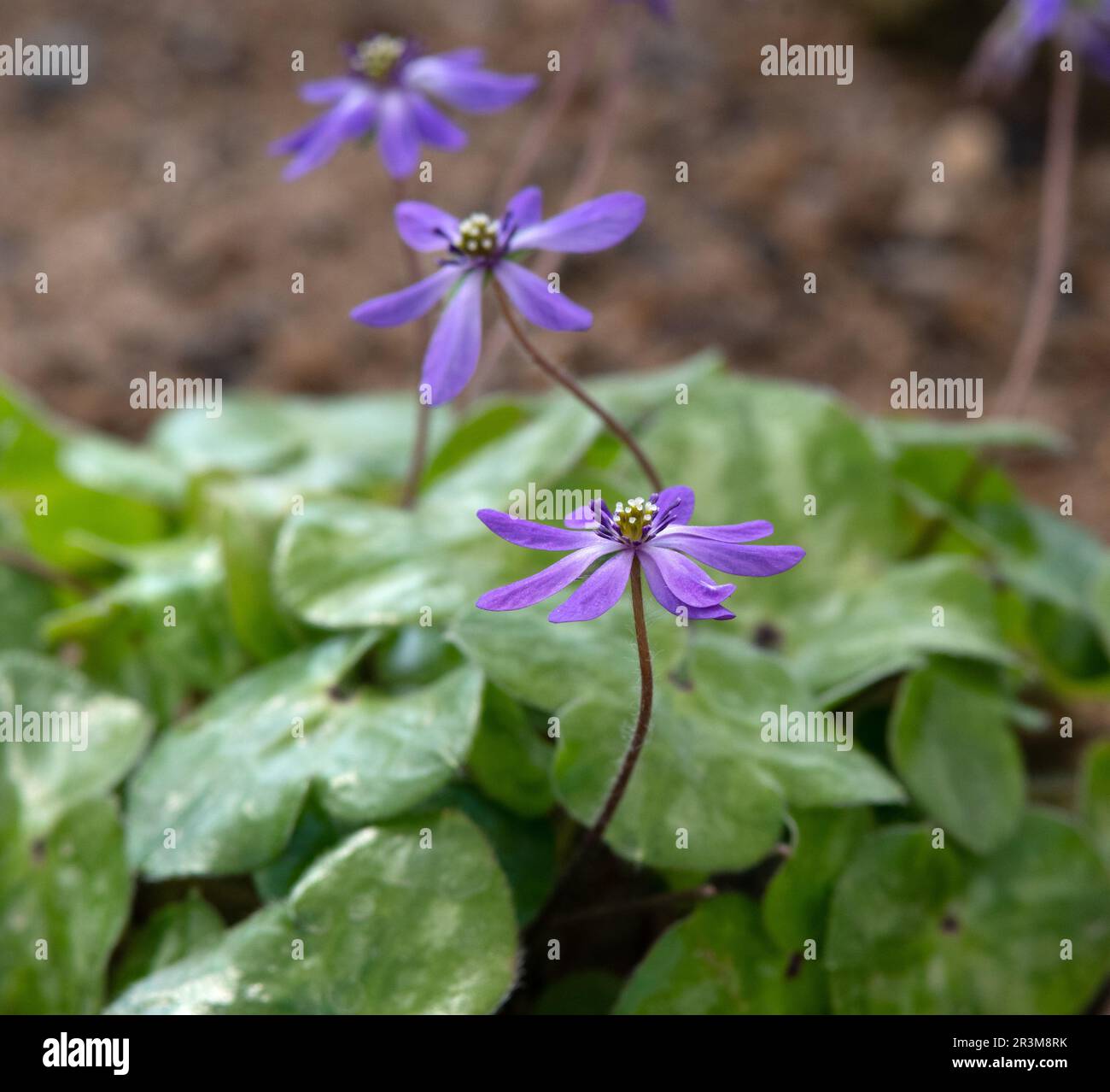 Fleurs de hepatica nobilis Banque de photographies et d’images à haute ...
