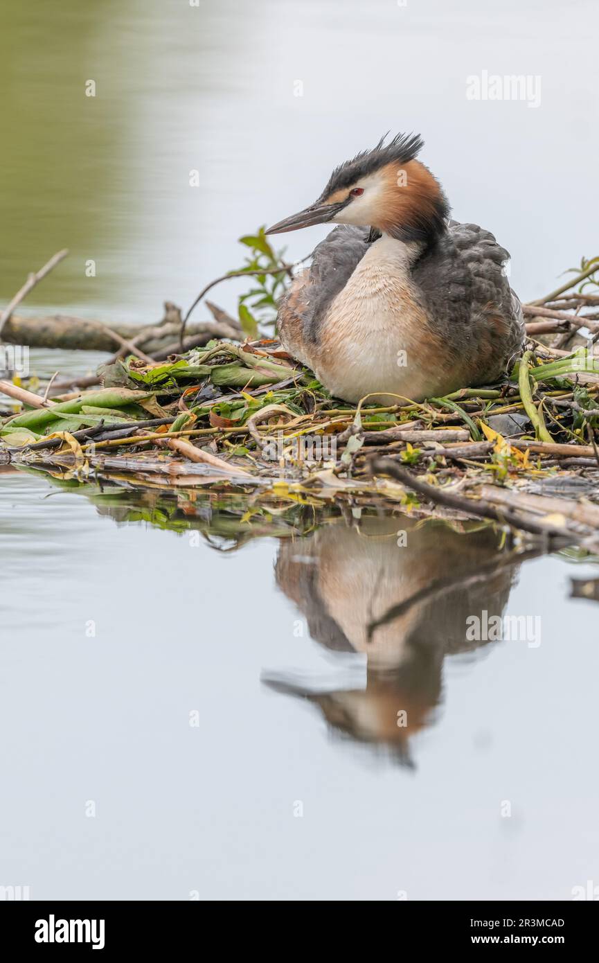 Grand Grebe à crête (Podiceps cristatus) couvant son nid sur une ...