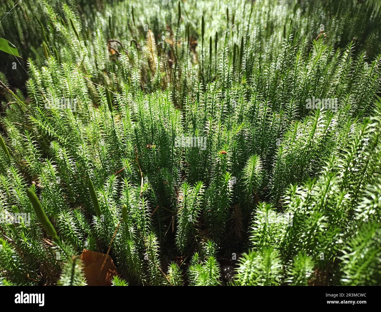 Végétation dense en forêt. Épaissir dans une forêt dense. gros plan en ...