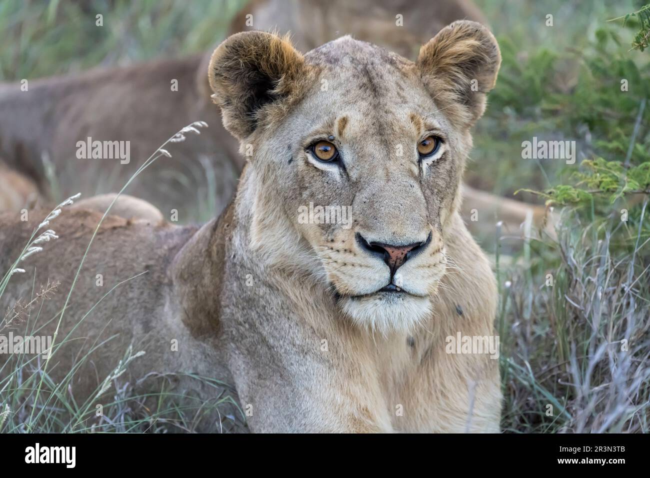 Tête de lion regardant vers l'avant dans l'herbe haute à la ...
