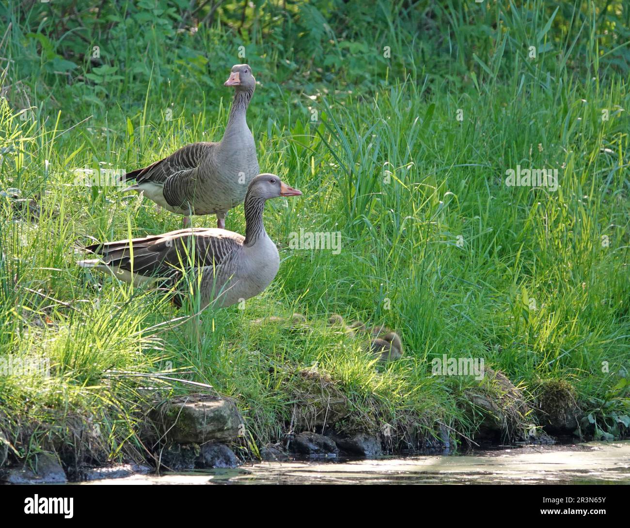 La famille des oies graylag se trouve dans l'herbe au bord d'un étang ...