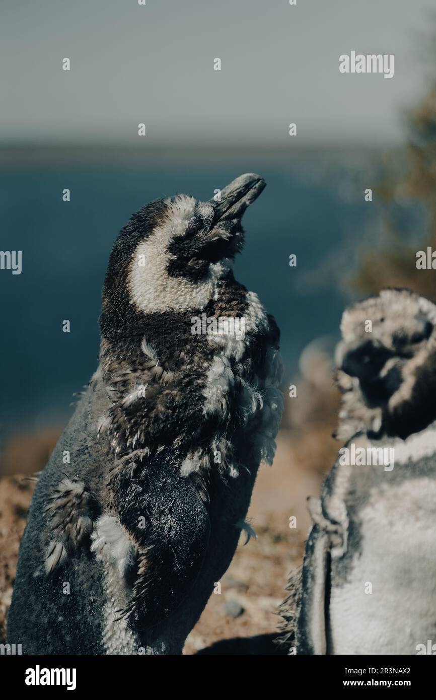 Se dandinant de jolis pingouins sauvages assis au soleil sur la crête rocheuse sur la côte et se ...