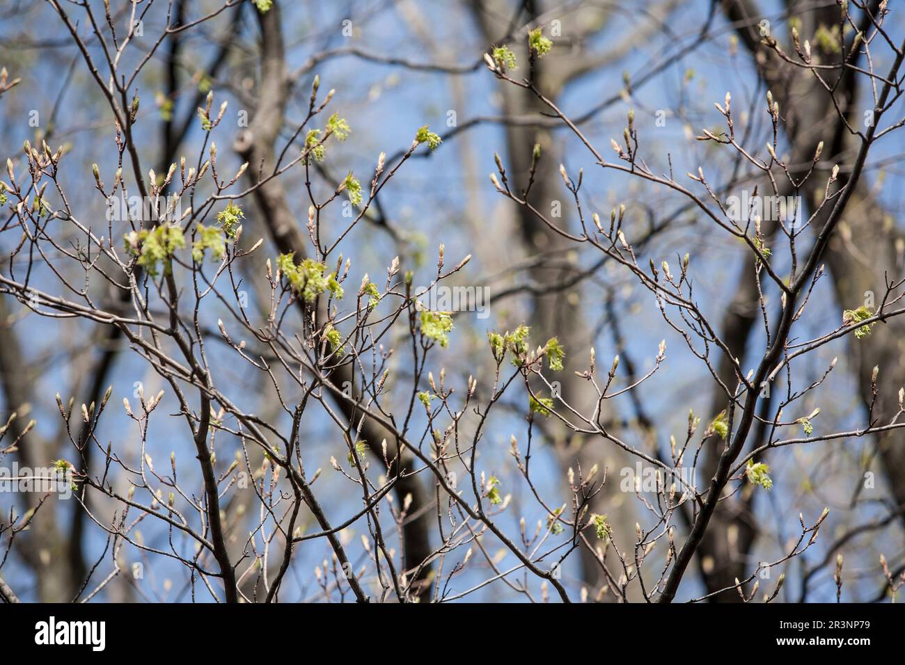 Arbre avec des bourgeons de printemps Banque de photographies et d ...