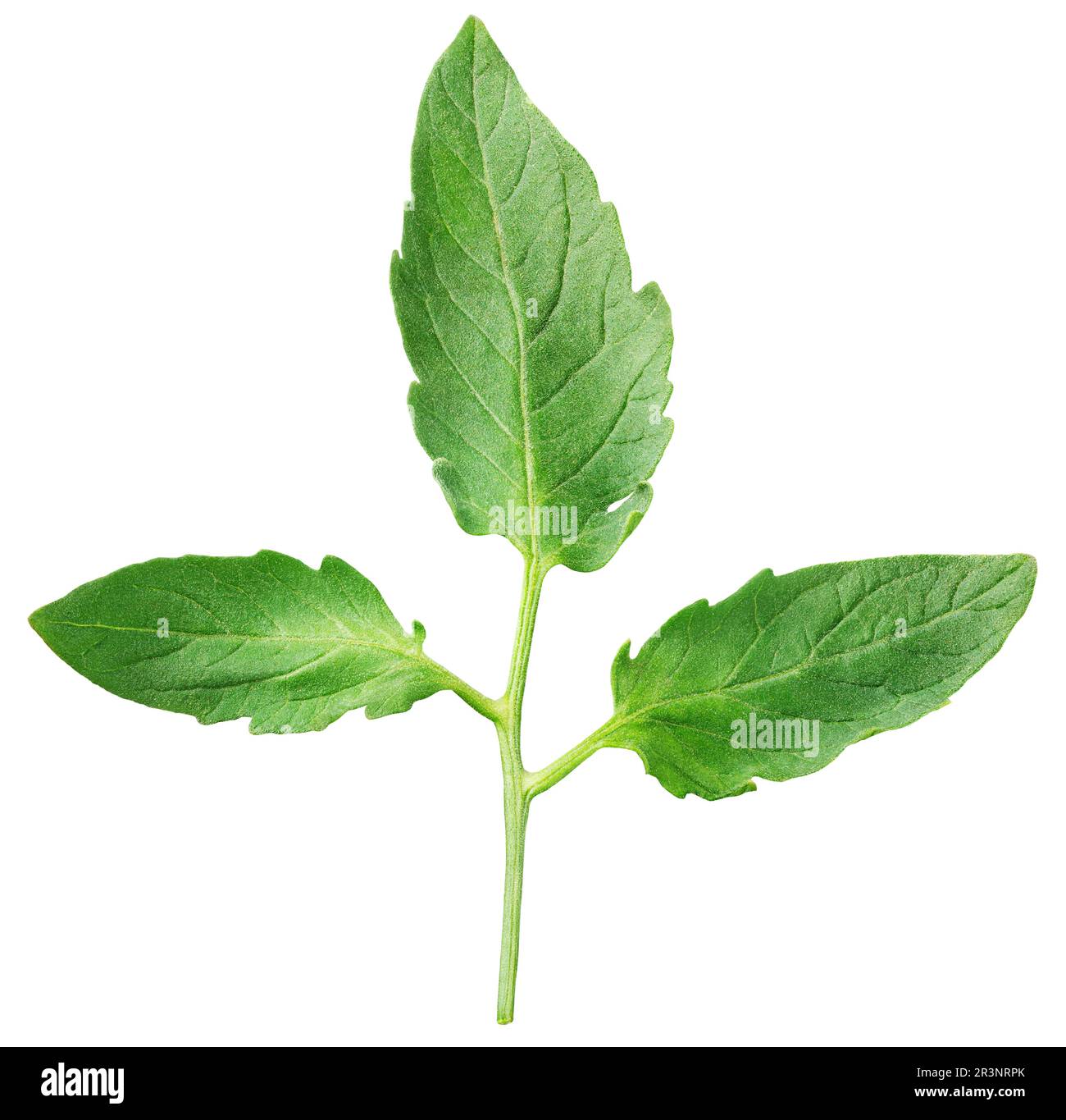 Feuille de plante tomate Banque de photographies et d’images à haute ...
