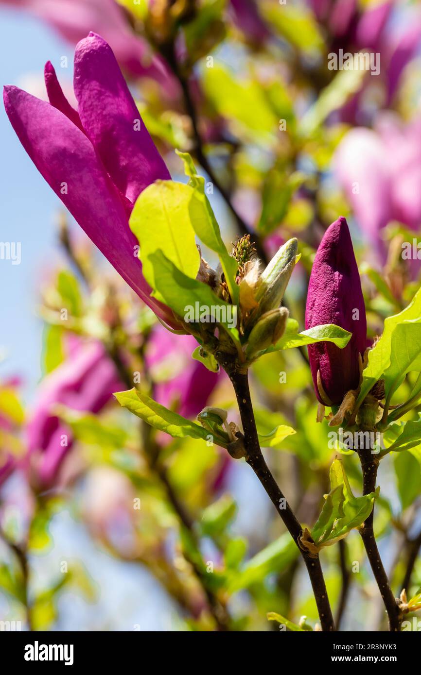 En avril, le magnolia fleurit dans le jardin. Le Magnolia liiflora est ...