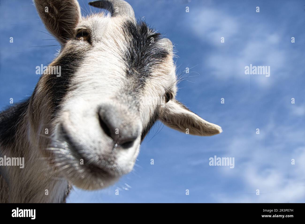 Chèvre drôle Banque de photographies et d’images à haute résolution - Alamy
