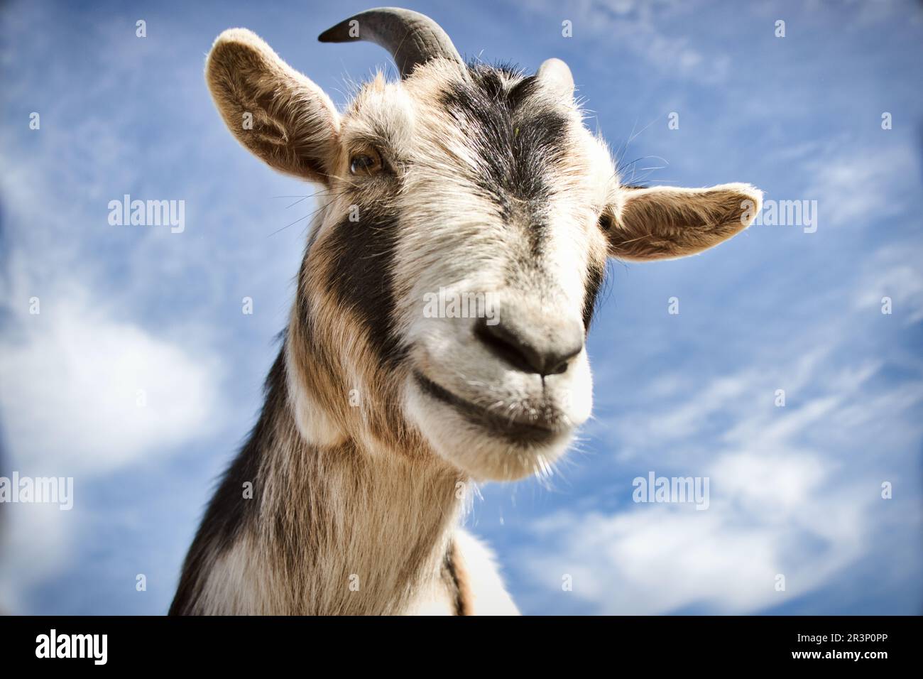 Chèvre drôle Banque de photographies et d’images à haute résolution - Alamy