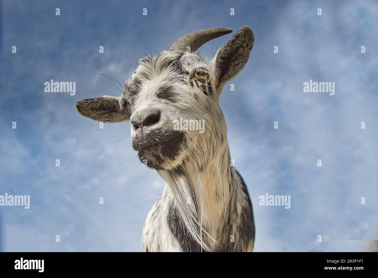 Chèvre drôle Banque de photographies et d’images à haute résolution - Alamy