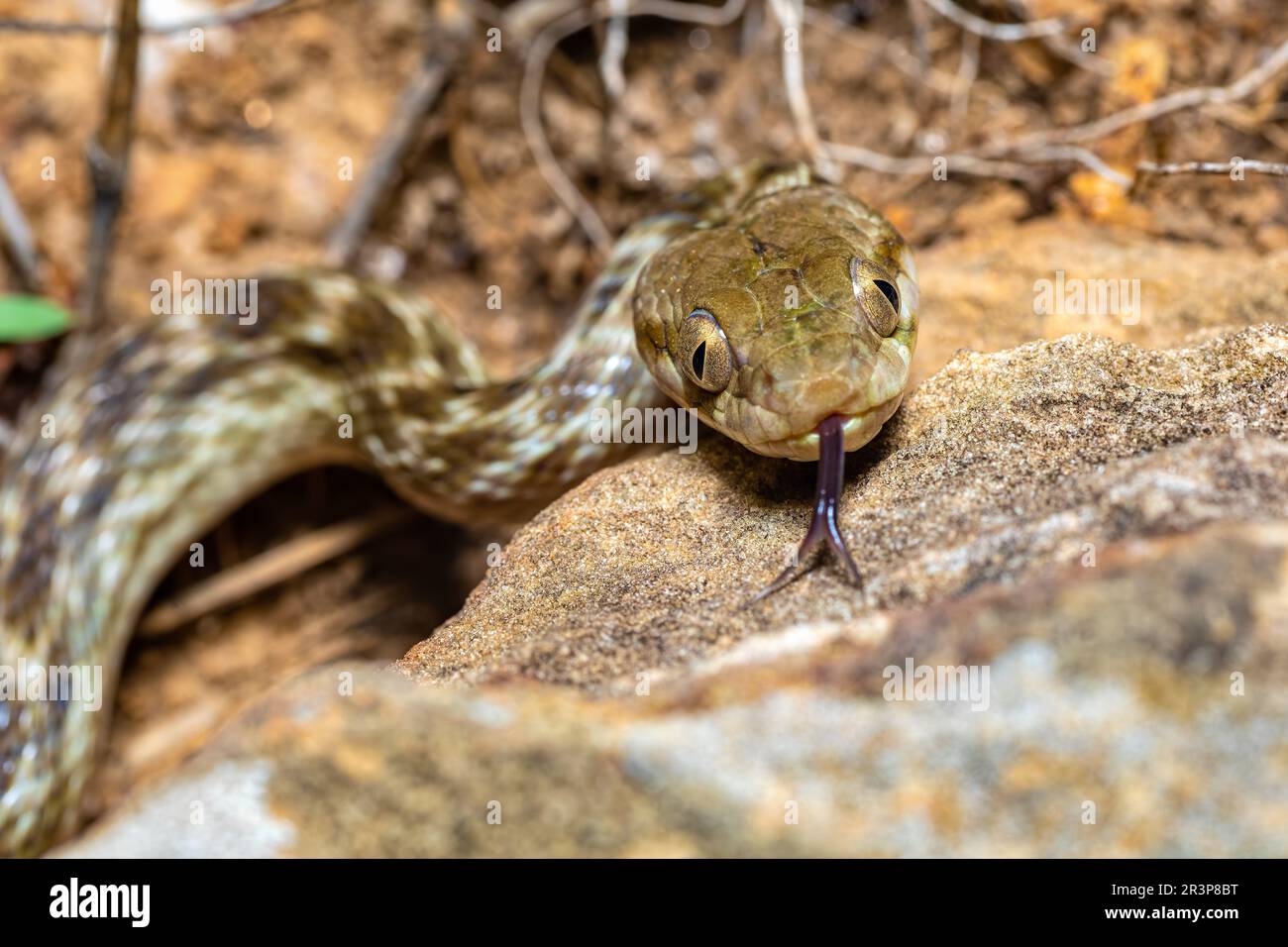 Serpent à œil de chat, malgache colubrinus, Miandridazo Madagascar ...