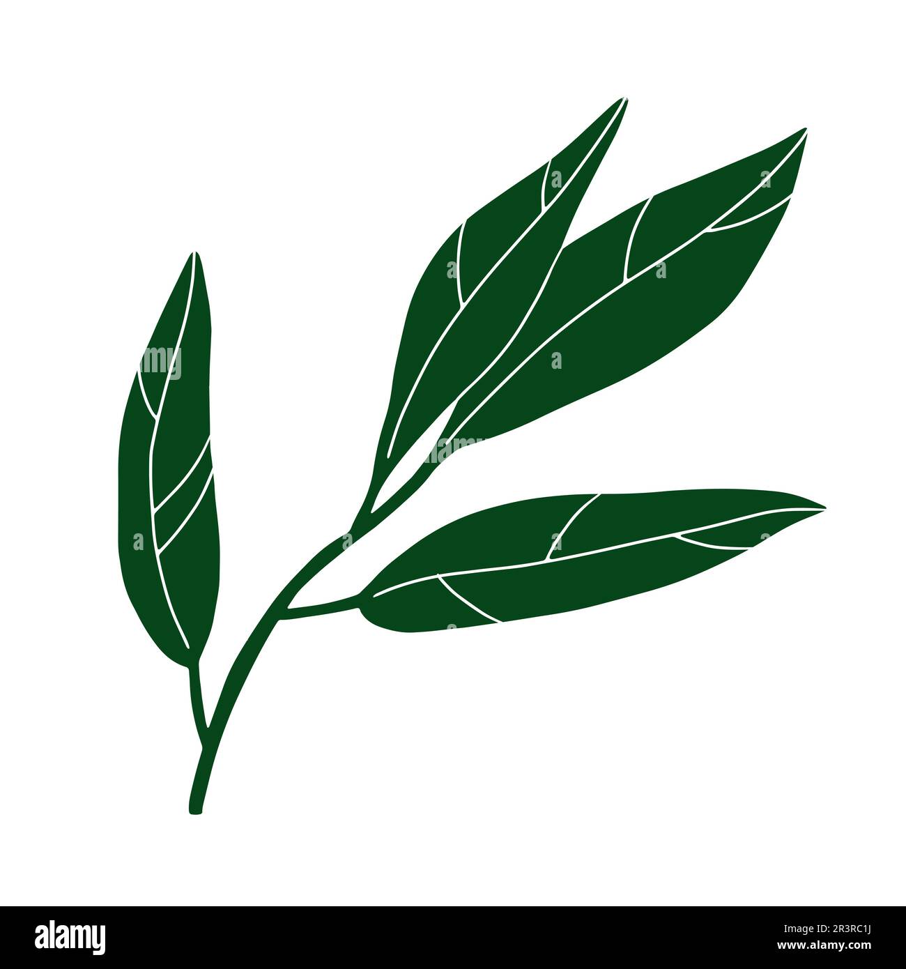 Doodle image de la feuille. Longue plante dessinée à la main isolée sur ...