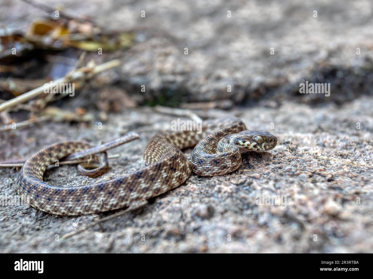 Serpent à œil de chat, malgache colubrinus, parc national Andringitra ...