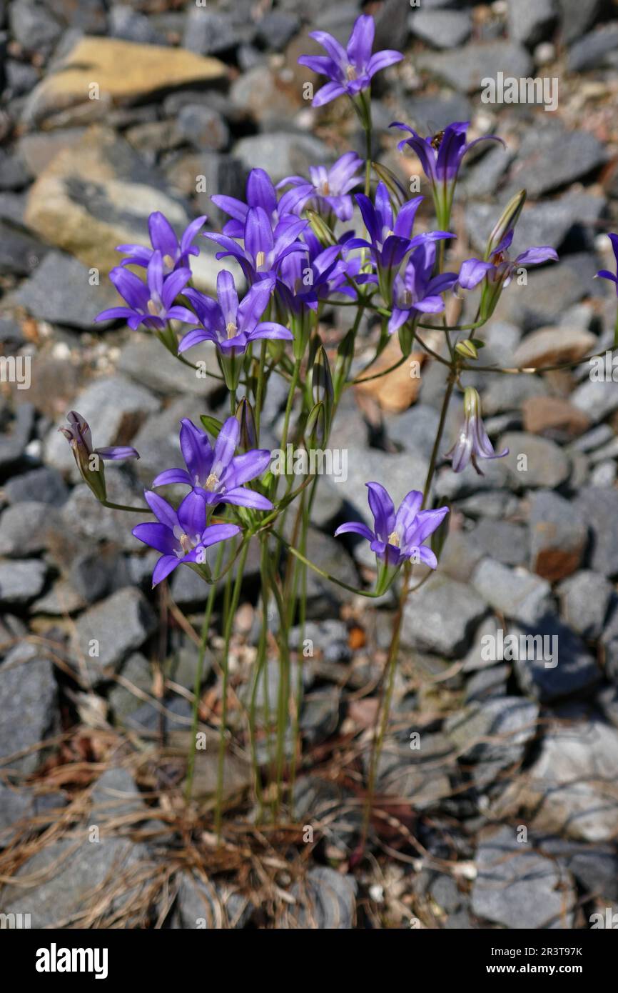 Brodiaea coronaria Banque de photographies et d’images à haute ...