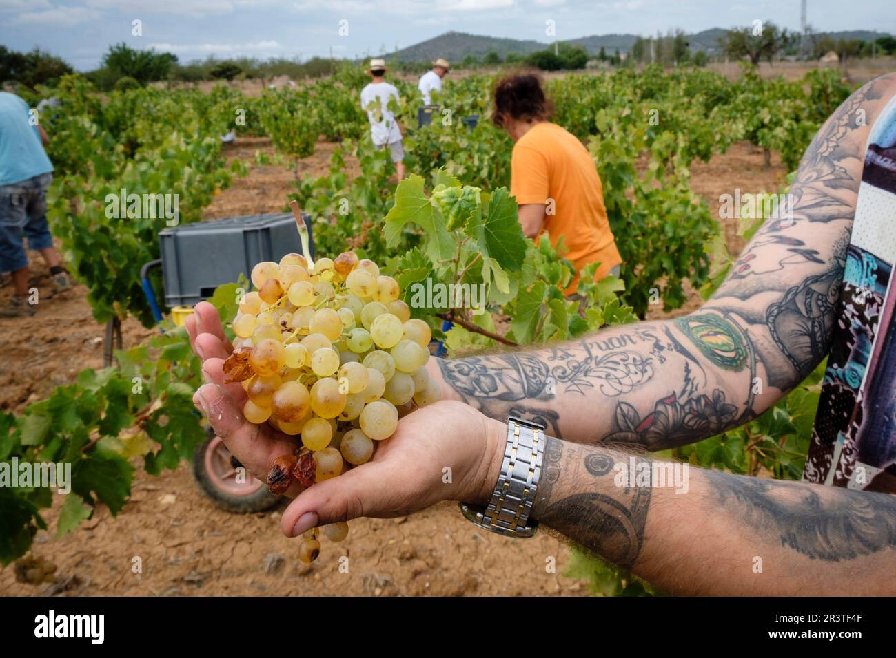 Plantations de raisins pour le vin Banque de photographies et d’images ...