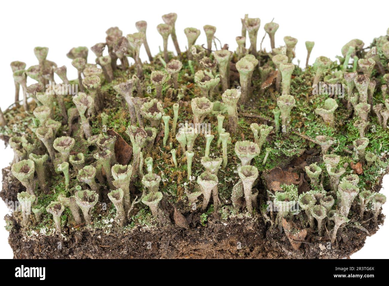 Trumpet lichen cladonia fimbriata Banque de photographies et d’images à ...