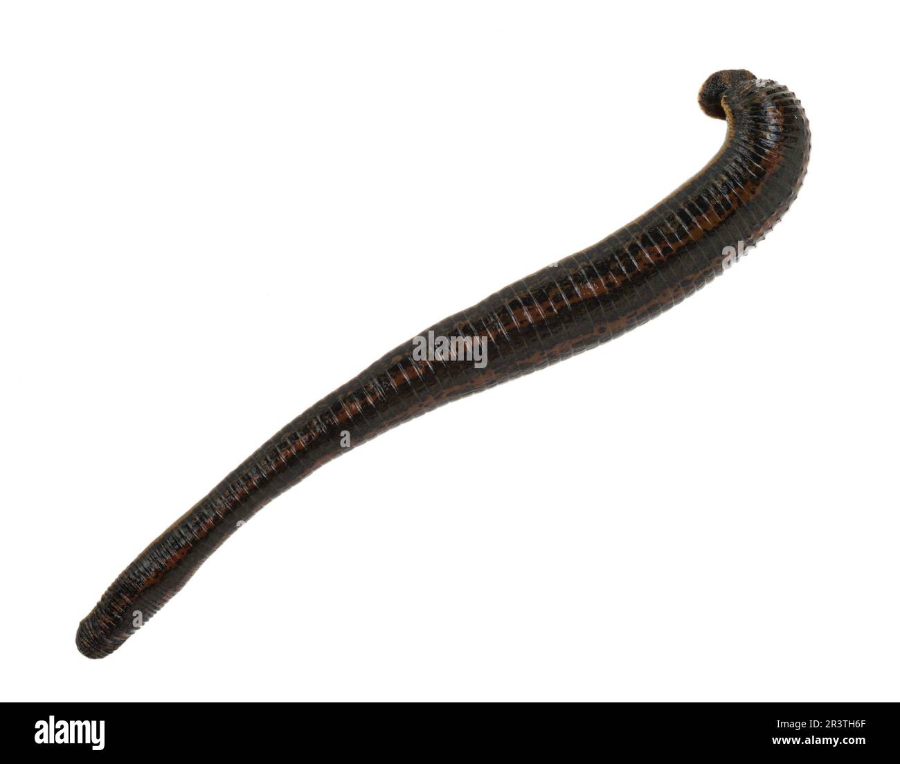 Sangsue hirudinea Banque de photographies et d’images à haute ...