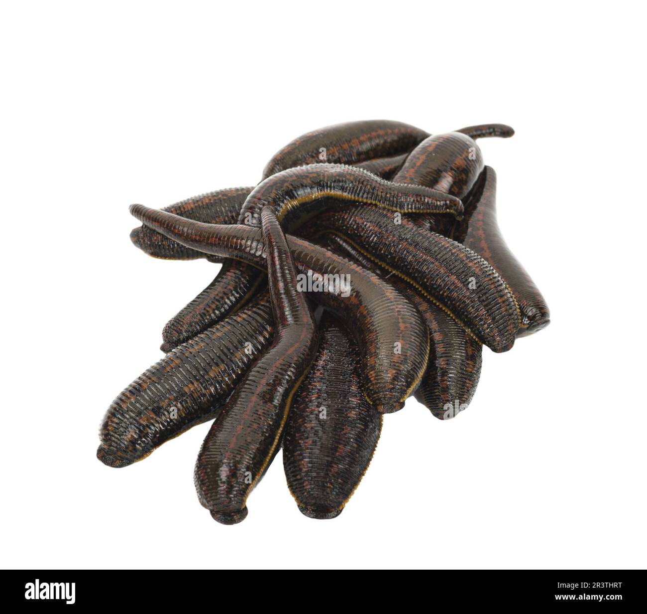 Sangsue tropicale Banque de photographies et d’images à haute ...