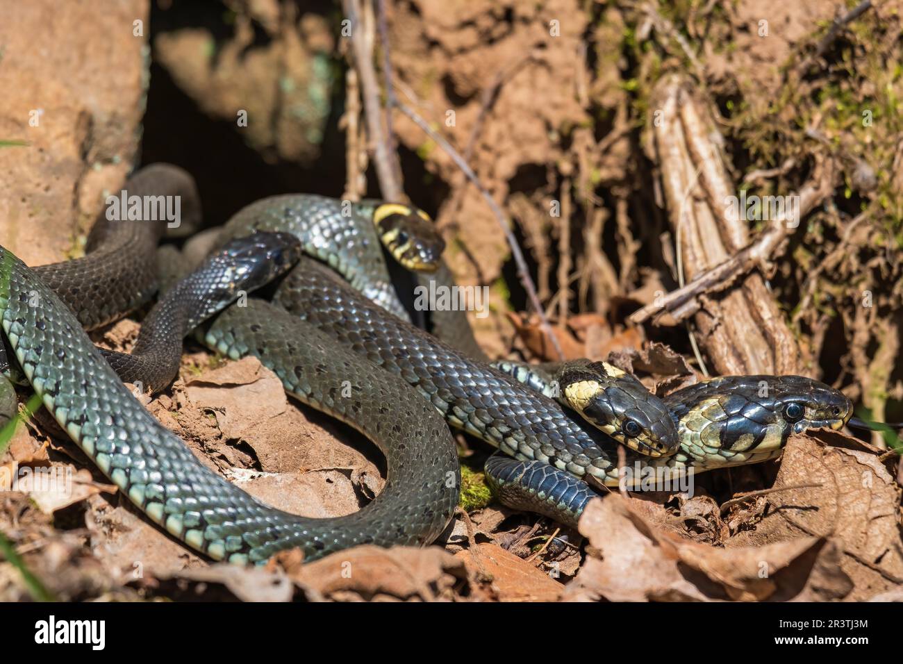 Groupe avec le serpent à gazon (Natrix natrix) couché et baissant au ...