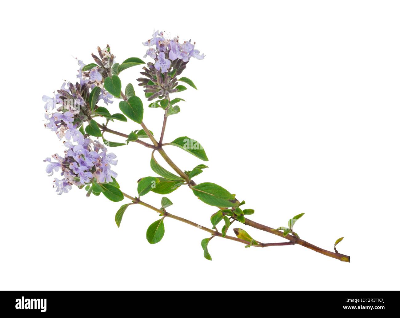 Thym sauvage ou thym sauvage Banque d'images détourées - Alamy